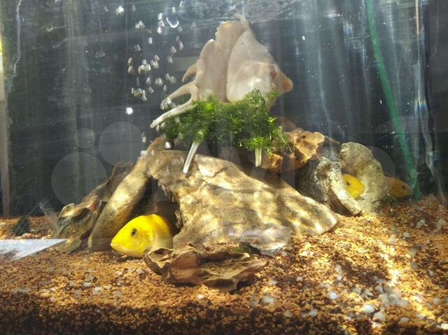 Цыхлида еллоу