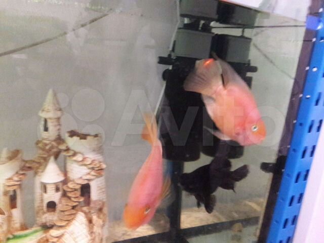 Рыба попугай