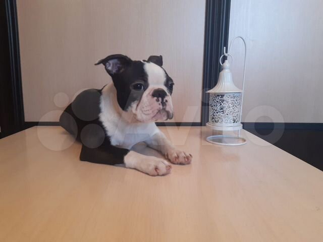 Кобели - бостон терьер