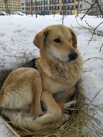 Спасите собаку