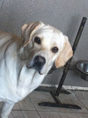 Ах эта свадьба